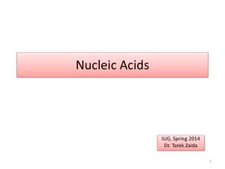 PPT - Nucleic Acids PowerPoint Presentation, free download - ID:2027298