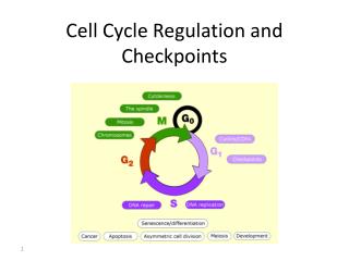 PPT - Cell Cycle Regulation and Checkpoints PowerPoint Presentation ...
