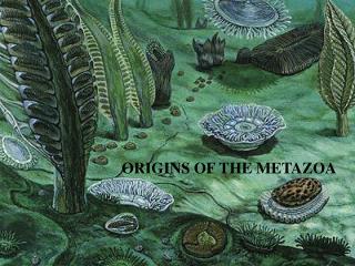 PPT - ORIGINS OF THE METAZOA PowerPoint Presentation, free download ...