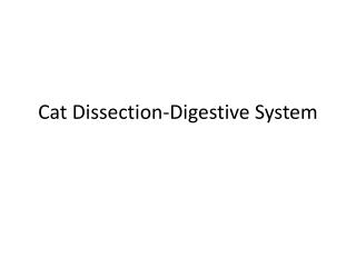 PPT - Cat Dissection-Digestive System PowerPoint Presentation, free ...