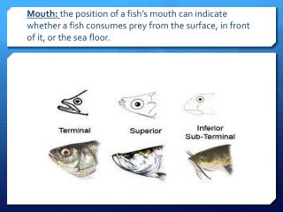 PPT - Which type of mouth shape do you see on this fish? PowerPoint ...