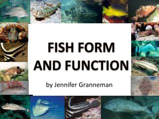 PPT - FISH FORM AND FUNCTION PowerPoint Presentation, free download ...