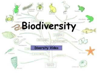 PPT - Biodiversity PowerPoint Presentation, free download - ID:2062834