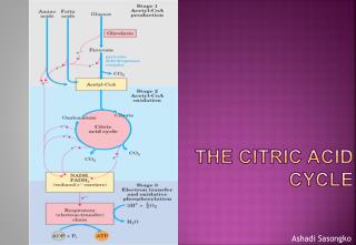 PPT - The Citric Acid Cycle PowerPoint Presentation, free download - ID ...