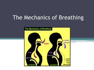 PPT - The Mechanics of Breathing PowerPoint Presentation, free download ...