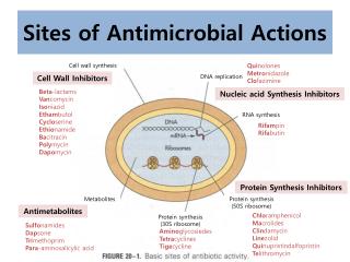 PPT - Sites of Antimicrobial Actions PowerPoint Presentation, free ...