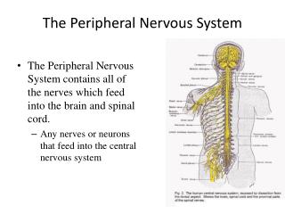PPT - The Peripheral Nervous System PowerPoint Presentation, free ...