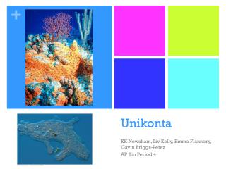 PPT - Unikonta PowerPoint Presentation, free download - ID:2096610