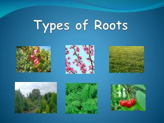 PPT - Types of Roots PowerPoint Presentation, free download - ID:2108420