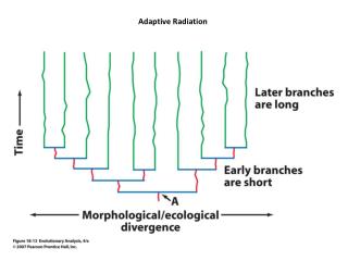 PPT - Adaptive Radiation PowerPoint Presentation, free download - ID ...