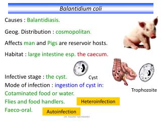 PPT - Balantidium coli PowerPoint Presentation, free download - ID:2120321