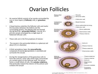 PPT - Ovarian Follicles PowerPoint Presentation, free download - ID:2130951