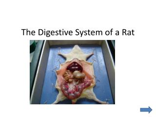 PPT - The Digestive System of a Rat PowerPoint Presentation, free ...