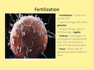 PPT - Fertilization PowerPoint Presentation, free download - ID:2148008