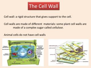 Secondary cell wall examples PowerPoint (PPT) Presentations, Secondary ...