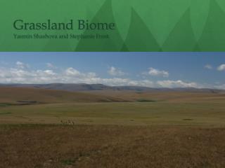 PPT - Grassland Biome PowerPoint Presentation, free download - ID:2153710