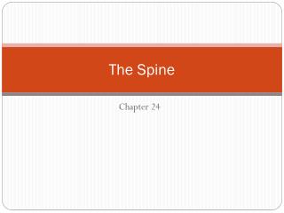 PPT - The Spine PowerPoint Presentation, free download - ID:2163345