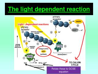 PPT - The light dependent reaction PowerPoint Presentation, free ...