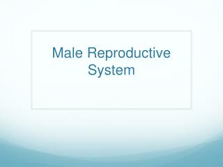 PPT - Male Reproductive System PowerPoint Presentation, free download ...