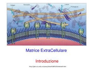 PPT - Matrice ExtraCellulare PowerPoint Presentation, free download ...