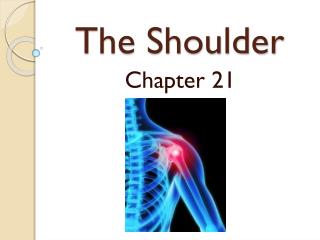 PPT - The Shoulder PowerPoint Presentation, free download - ID:2176745
