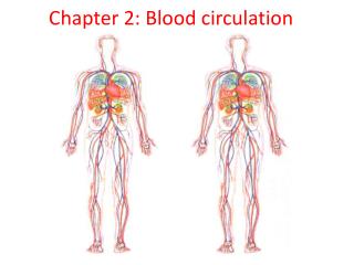 PPT - Chapter 2: Blood circulation PowerPoint Presentation, free ...