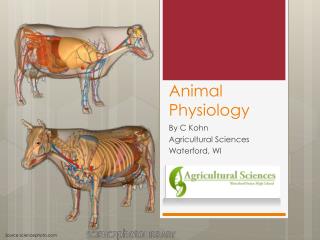 PPT - Animal Physiology PowerPoint Presentation, free download - ID:2182113