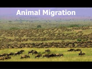 PPT - Animal Migration PowerPoint Presentation, free download - ID:218257