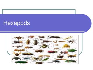 PPT - Subphylum Hexapoda – Characteristics and Taxonomy PowerPoint ...