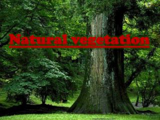 PPT - Natural vegetation PowerPoint Presentation, free download - ID ...