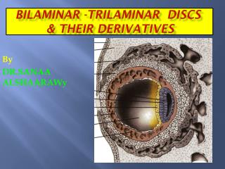 PPT - BILAMINAR & TRILAMINAR EMBRYONIC DISCS PowerPoint Presentation ...