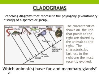 PPT - Cladograms PowerPoint Presentation - ID:2533471
