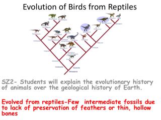PPT - Evolution of Birds from Reptiles PowerPoint Presentation, free ...