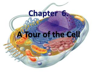 PPT - ALL LIVING ORGANISMS ARE MADE UP OF CELLS PowerPoint Presentation ...