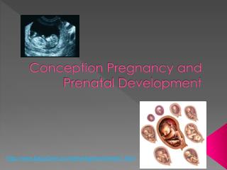 PPT - Conception Pregnancy and Prenatal Development PowerPoint ...