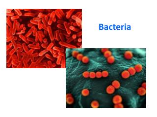 PPT - Classification of medically important bacteria PowerPoint ...