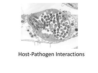 PPT - Host-Pathogen Interactions PowerPoint Presentation, free download ...