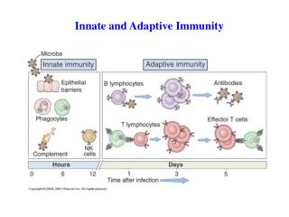 PPT - Innate and Adaptive Immunity PowerPoint Presentation, free ...