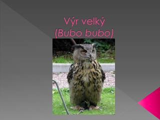 Inguinal bubo syphilis PowerPoint (PPT) Presentations, Inguinal bubo ...