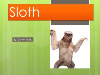 PPT - Sloth PowerPoint Presentation, free download - ID:2335986