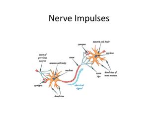 PPT - Nerve Impulses PowerPoint Presentation, free download - ID:2337064