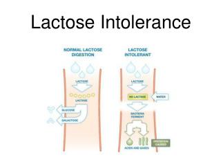 PPT - Lactose Intolerance PowerPoint Presentation, free download - ID:2341148