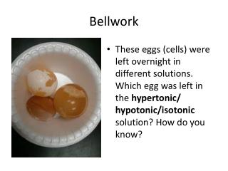 PPT - Hypertonic vs. Hypotonic PowerPoint Presentation - ID:1974033