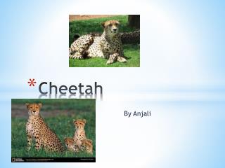 PPT - A Life Cycle Of A Cheetah PowerPoint Presentation - ID:2524190