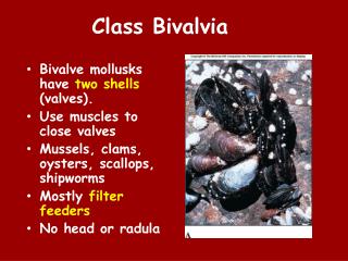 PPT - Class Bivalvia PowerPoint Presentation, free download - ID:2354328