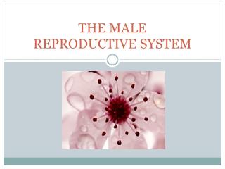 PPT - THE MALE REPRODUCTIVE SYSTEM PowerPoint Presentation, free ...