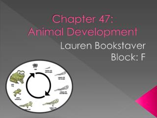 PPT - Chapter 47: Animal Development PowerPoint Presentation, free ...