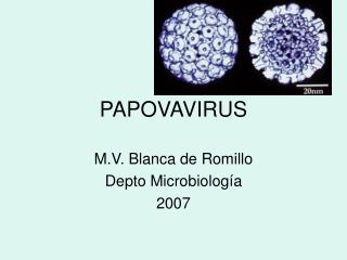 PPT - PAPOVAVIRUS PowerPoint Presentation, free download - ID:239714