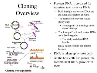 PPT - Cloning Overview PowerPoint Presentation, free download - ID:2399661