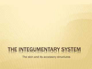PPT - The Integumentary System PowerPoint Presentation, free download ...
